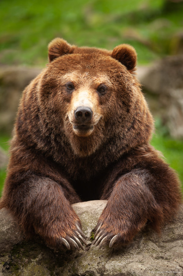 Work | Baer-Tiger Mann.